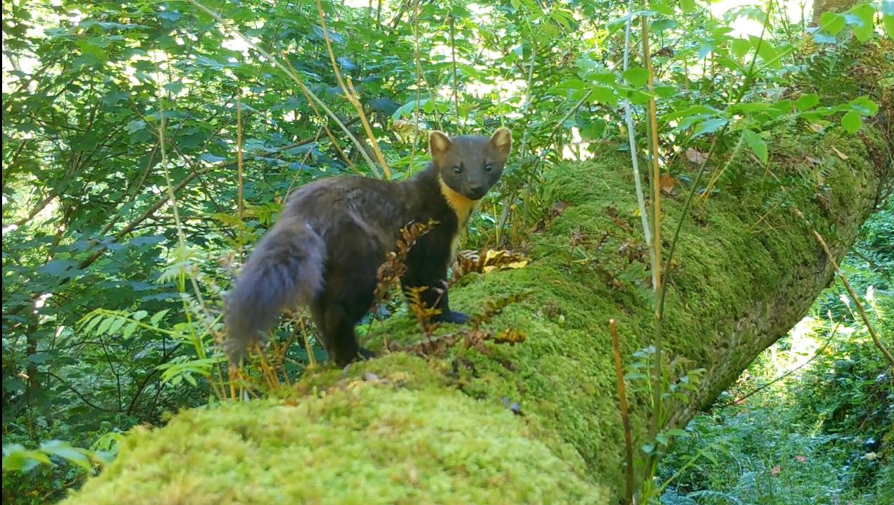 The Two Moors Pine Marten Project: Could we see pine martens returning ...
